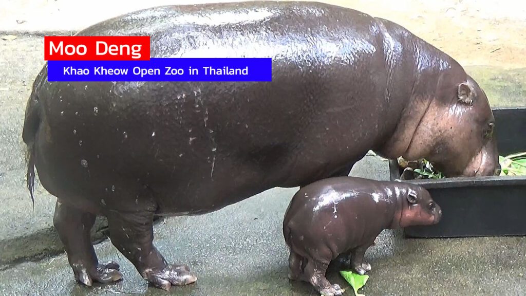 Moo Deng: Meet Thailand's Viral Pygmy Hippo at Khao Kheow- Thai Impact ...