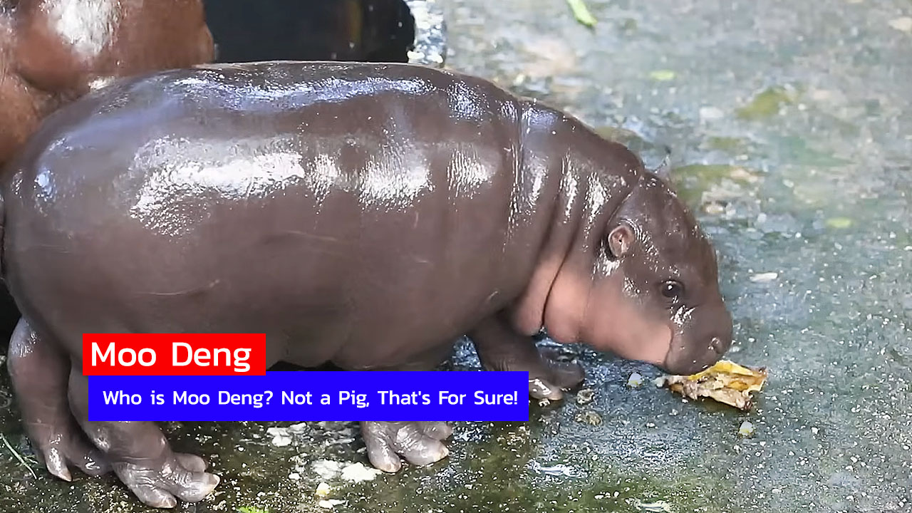 Moo Deng: Meet Thailand's Viral Pygmy Hippo at Khao Kheow- Thai Impact ...